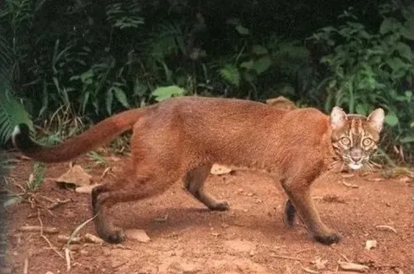 Kucing Merah, Spesies Kucing Liar Langka di Hutan Kalimantan | Artikel ...